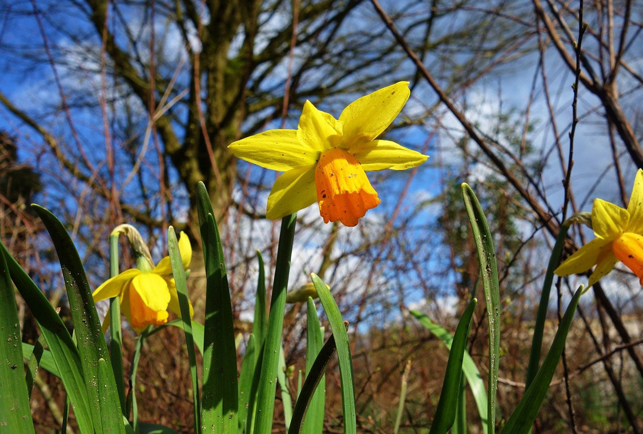 Top Tips for Selling Your Halesowen Home This Spring | Bloore King ...